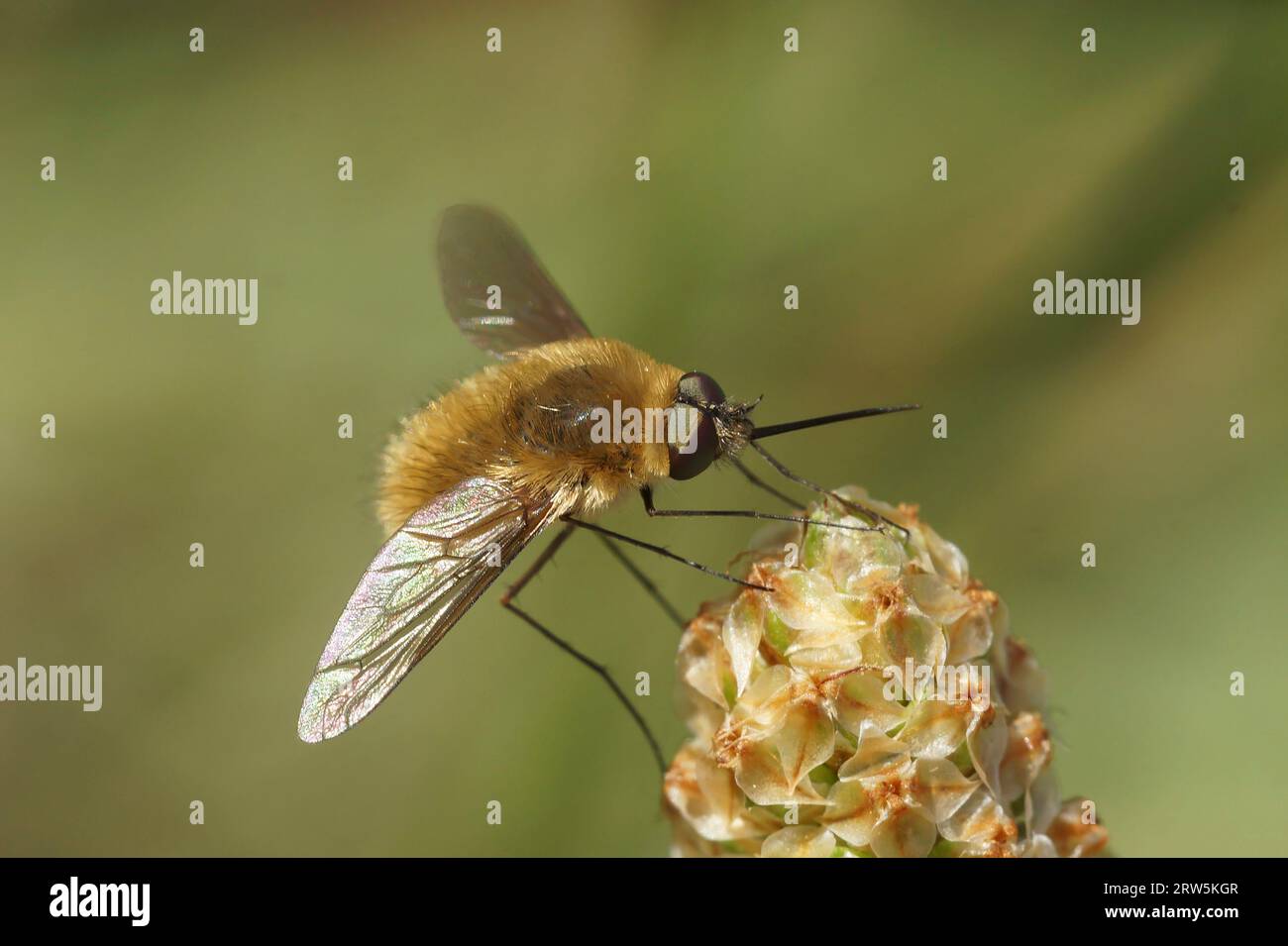 Bombylius venosus hi-res stock photography and images - Alamy