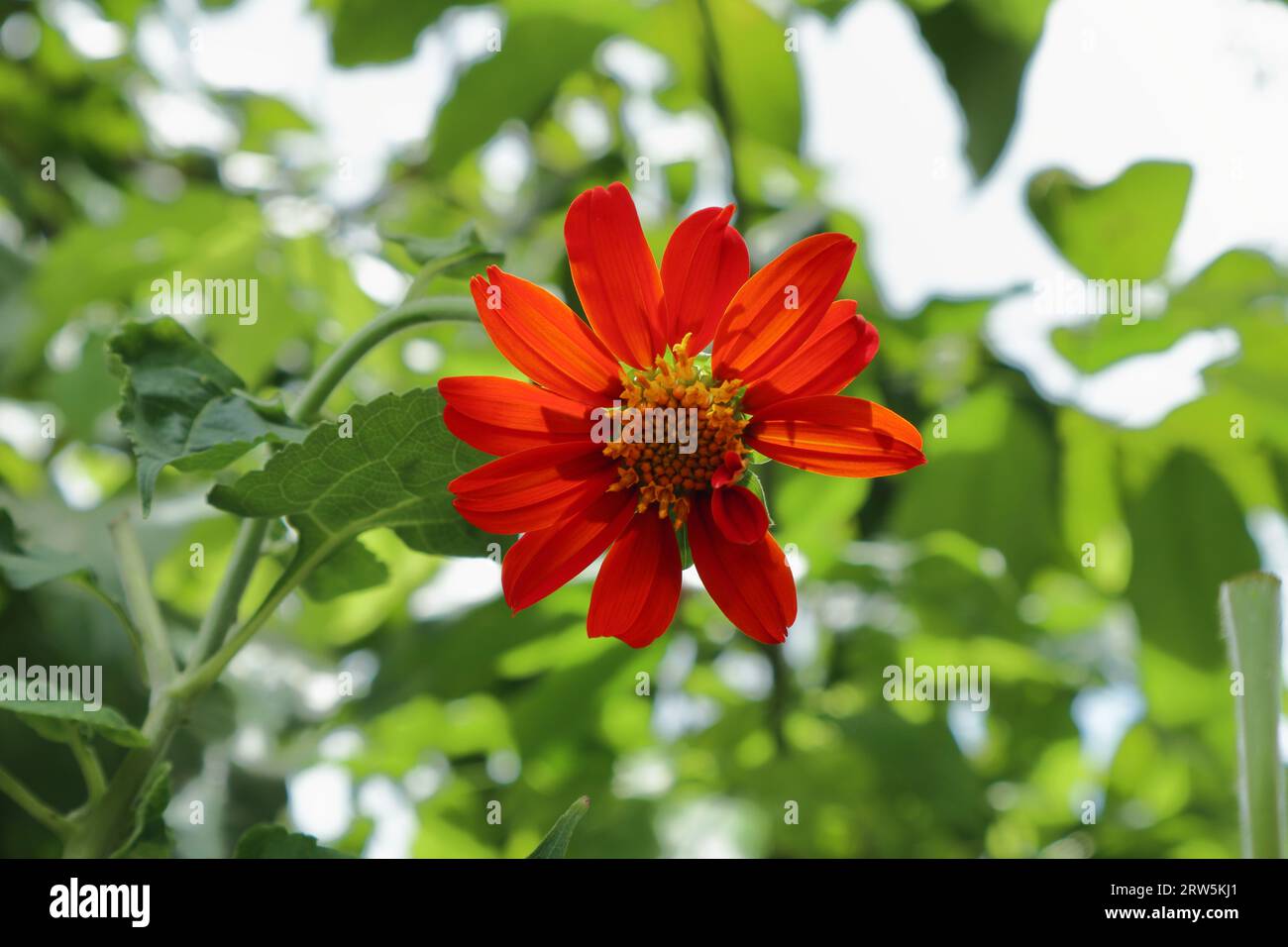 Low angle view of an orange color Mexican sunflower (Tithonia ...