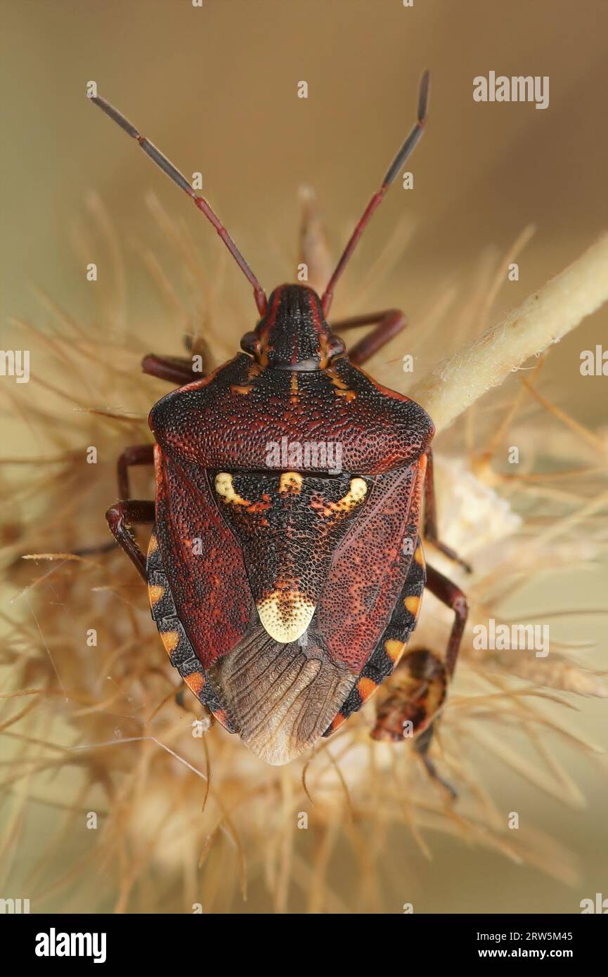 Vertical natural closeup on a colorful shieldbug, Codophila varia ...