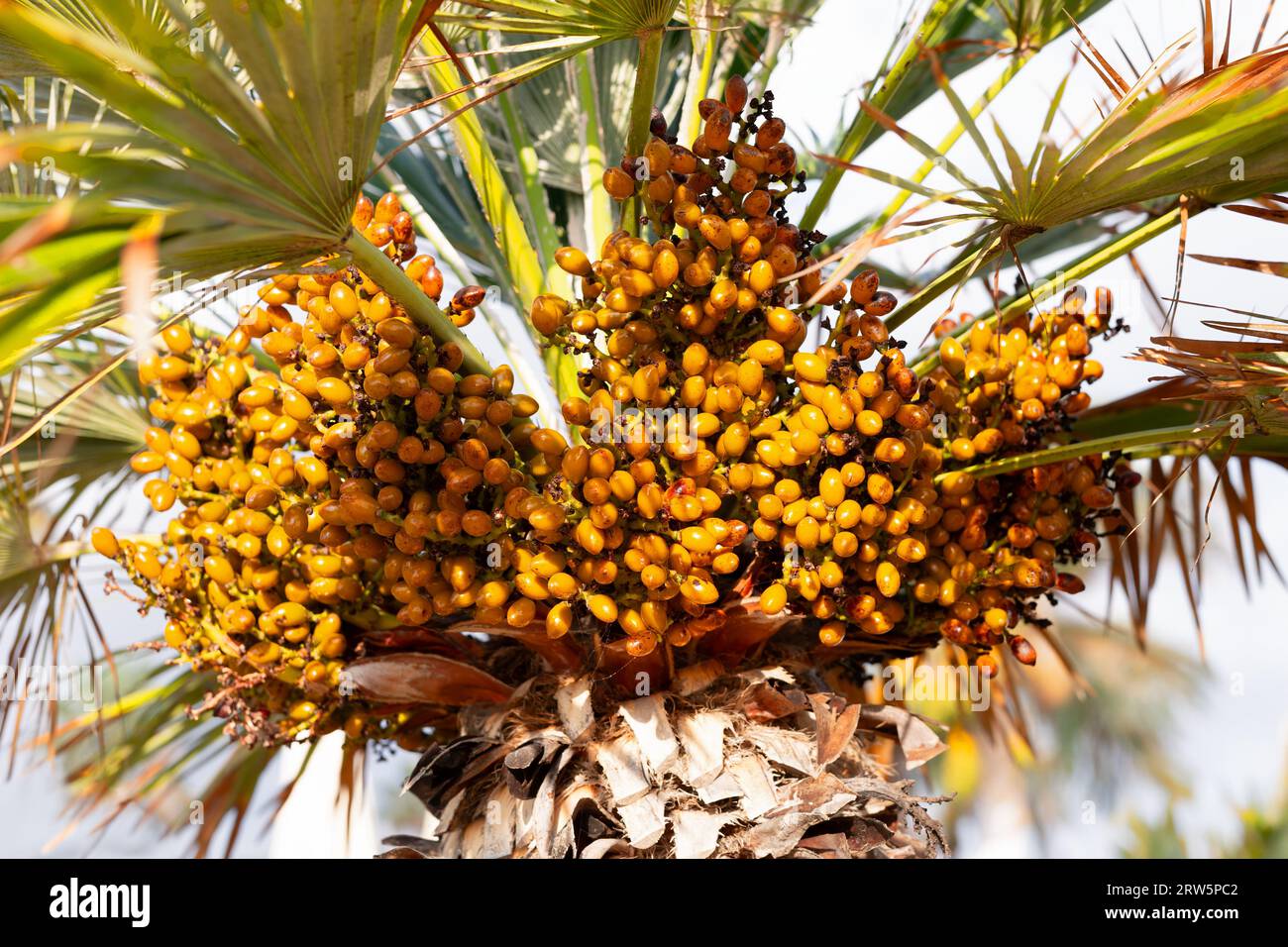 Tropical date palm tree with yellow immature fruits against blue sky ...