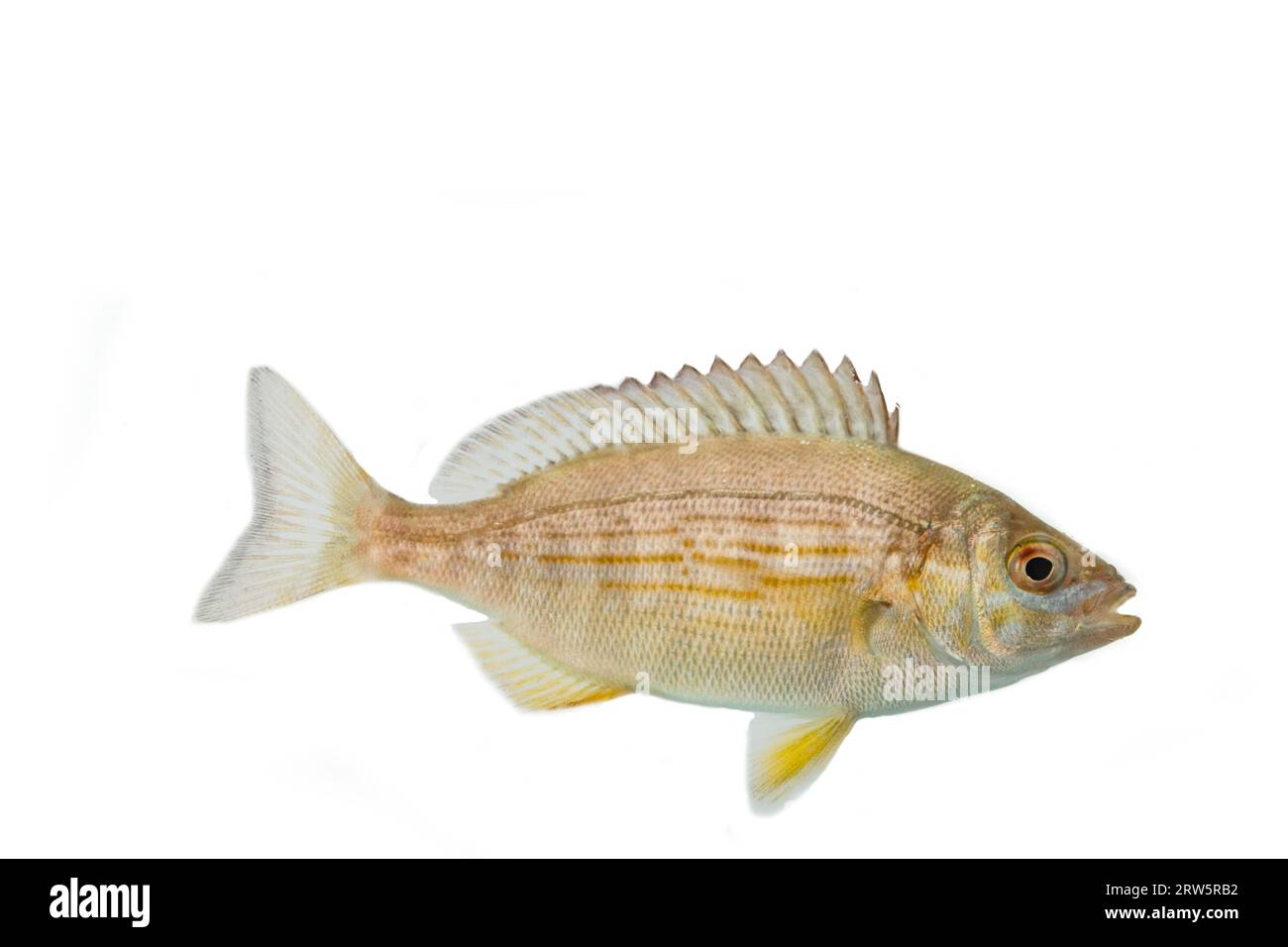 The mid west Cut Out Stock Images & Pictures - Alamy