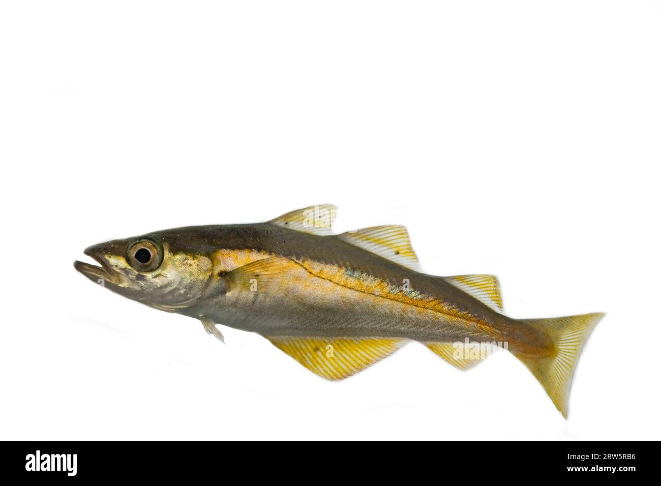 pollack swimming around in the water Stock Photo - Alamy