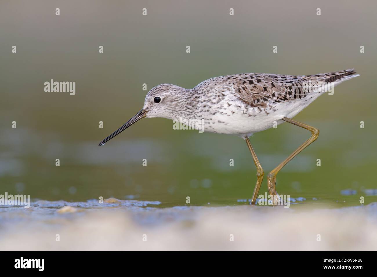 The marsh sandpiper (Tringa stagnatilis) small wader or shorebird in ...