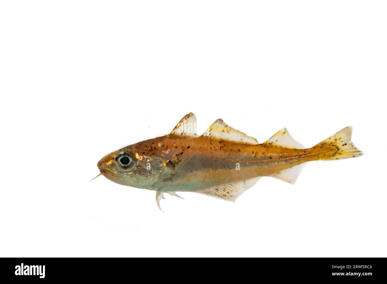 England brixham Cut Out Stock Images & Pictures - Alamy