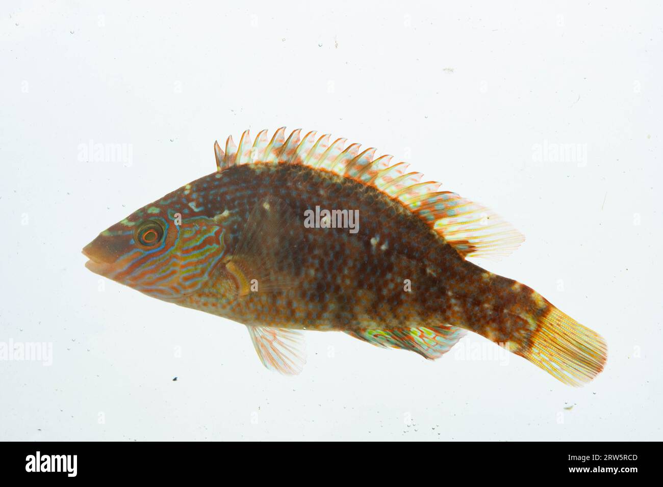 a male corkwing wrasse in breeding colours Stock Photo - Alamy