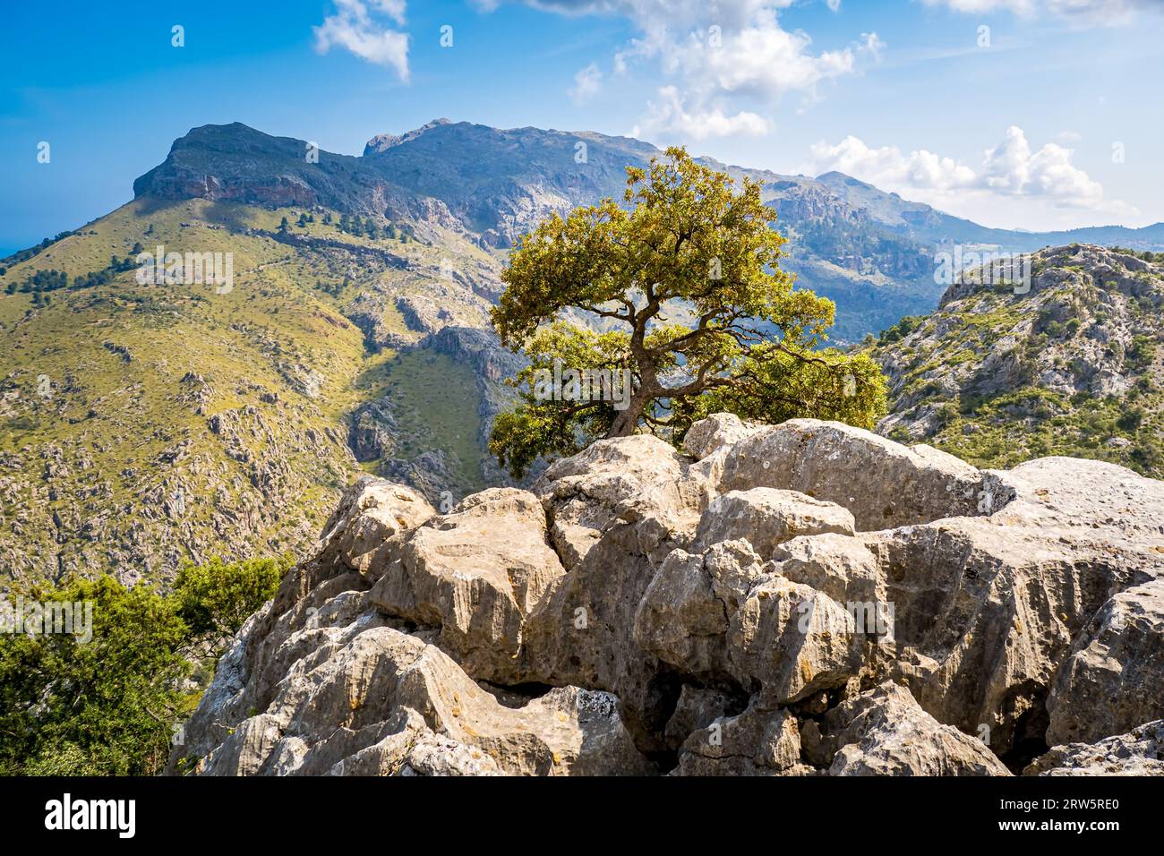 Karst pavement in the Serra de Tramuntana, where a holm oak thrives ...