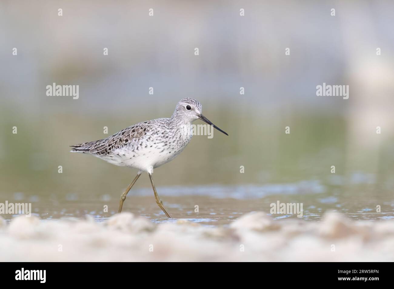 The marsh sandpiper (Tringa stagnatilis) small wader or shorebird in ...