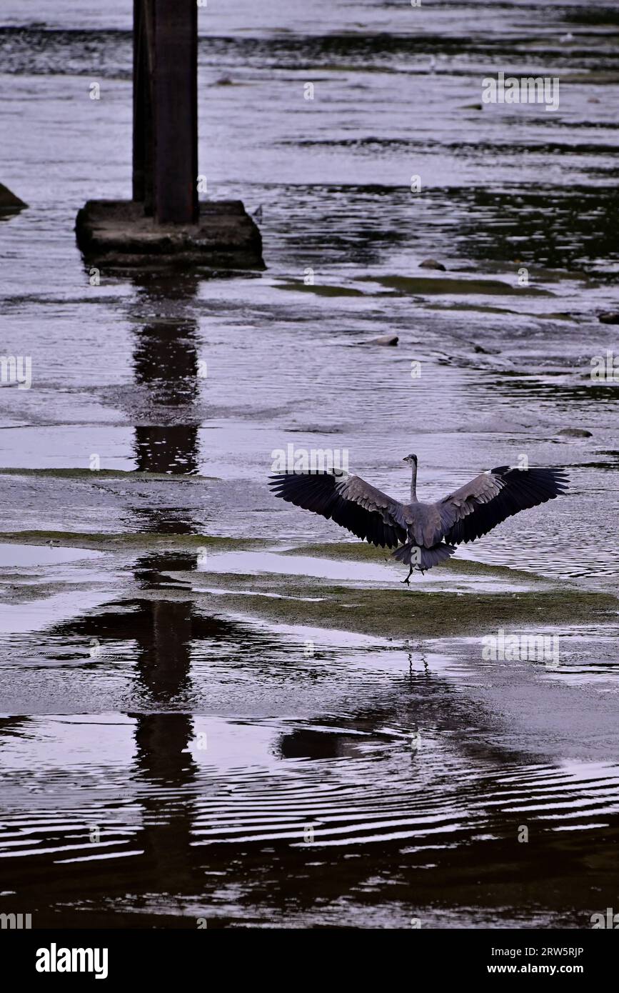 Sperad wings hi-res stock photography and images - Alamy