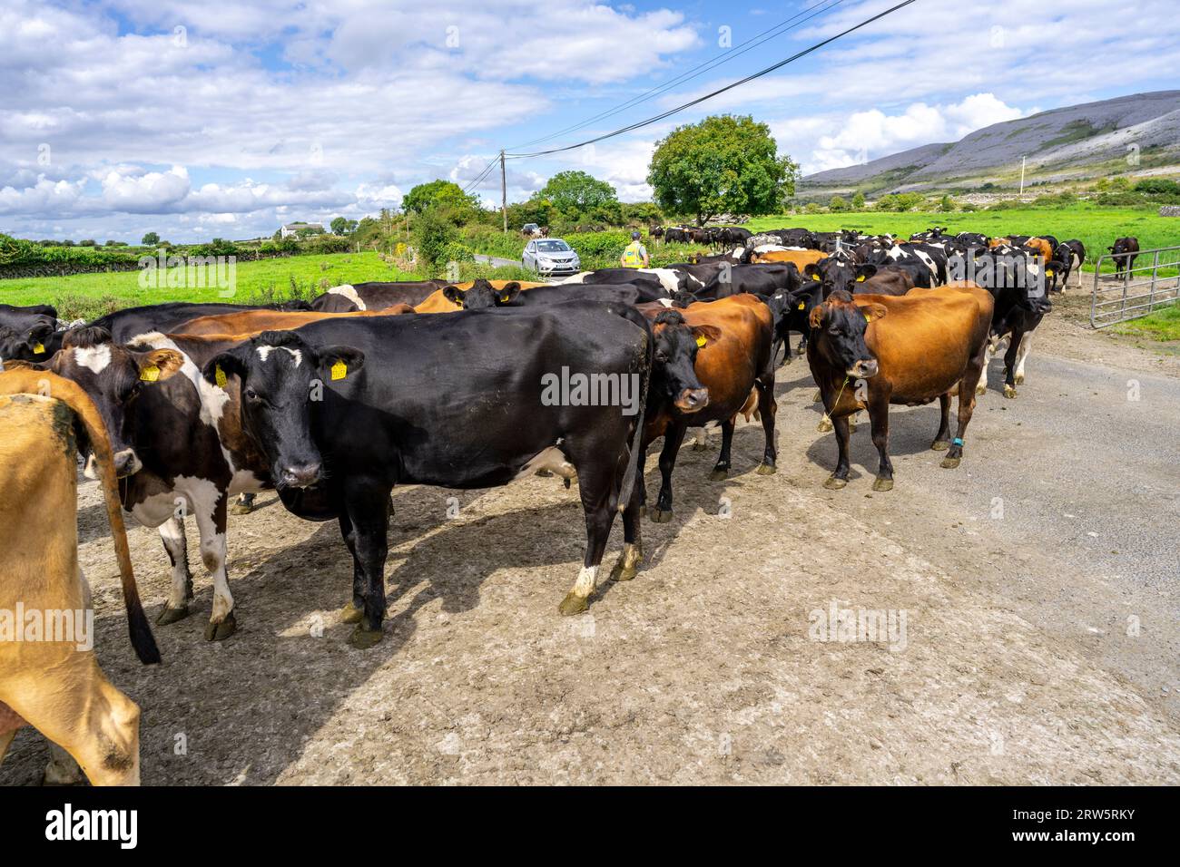 herd of cows crossing the road, The Burren, County Clare, Ireland ...