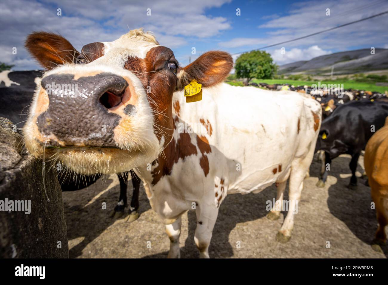 herd of cows crossing the road, The Burren, County Clare, Ireland ...