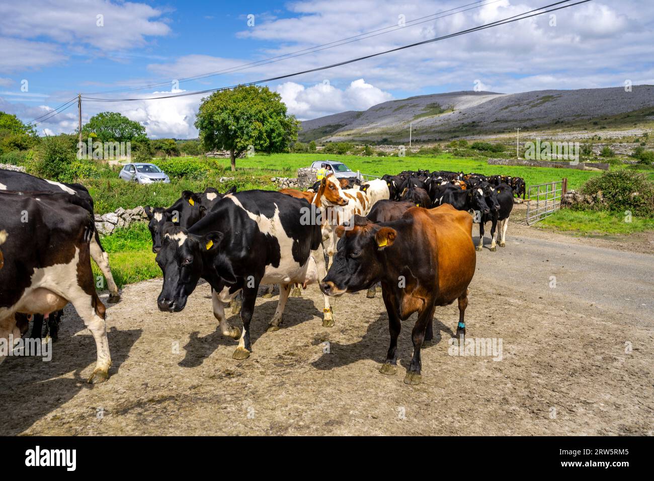 herd of cows crossing the road, The Burren, County Clare, Ireland ...