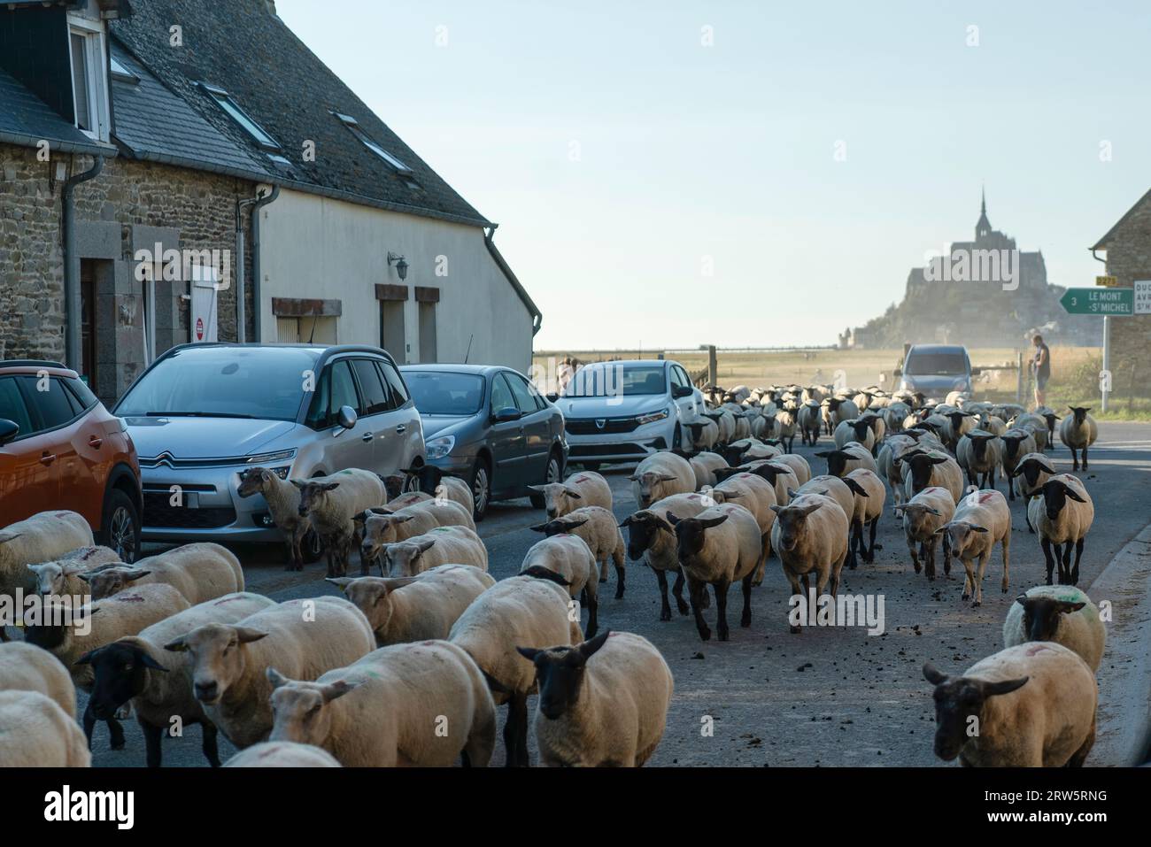 Moving sheep hi-res stock photography and images - Alamy