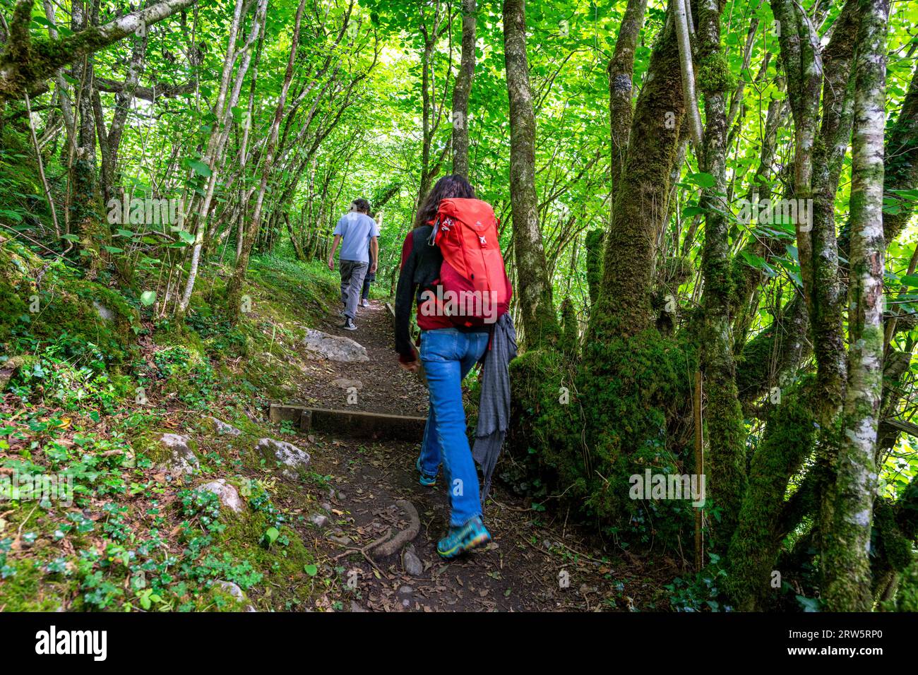 hikers in the forest, Burren National Park, The Burren, County Clare ...