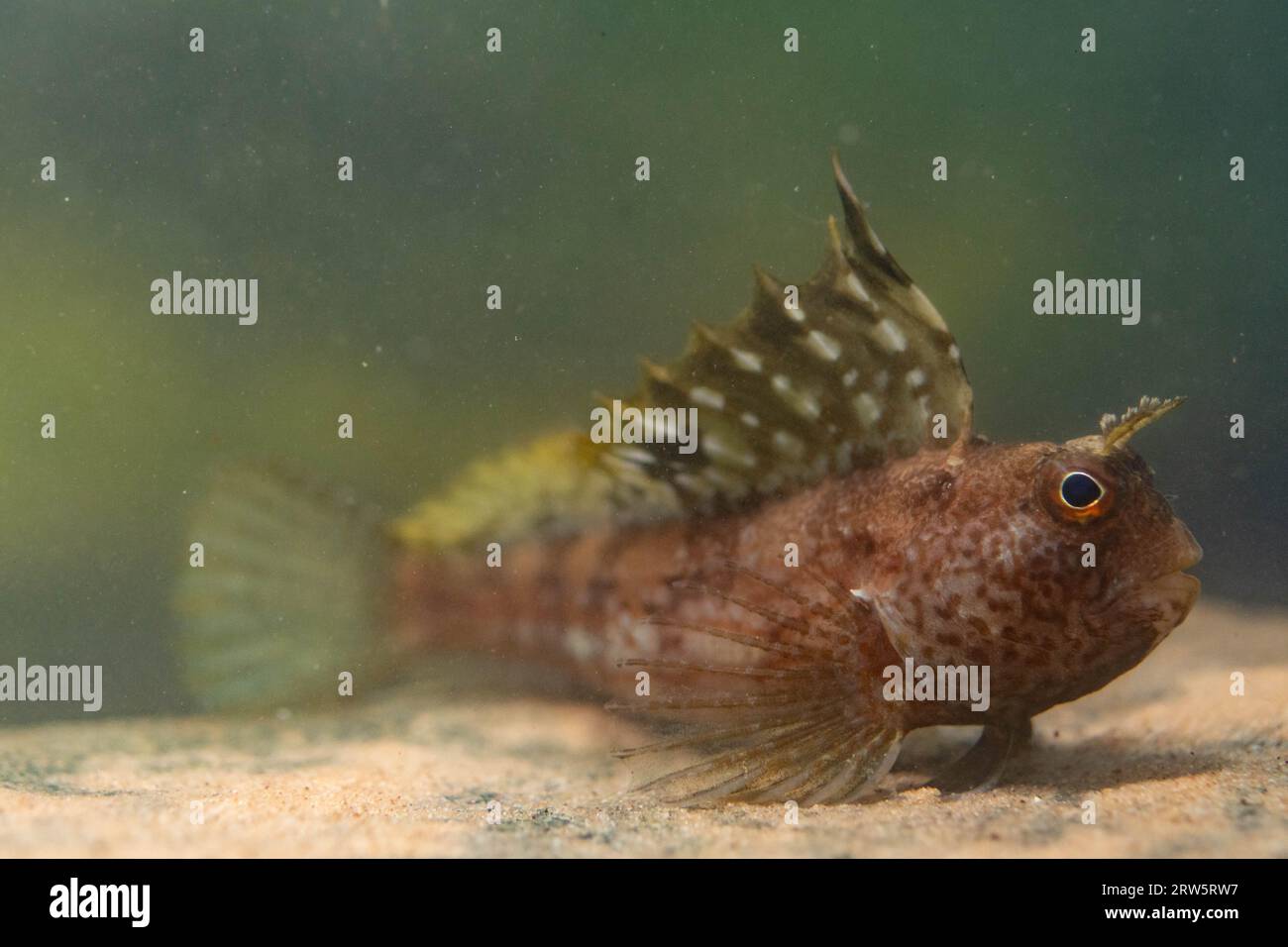 Butterfly blenny hi-res stock photography and images - Alamy