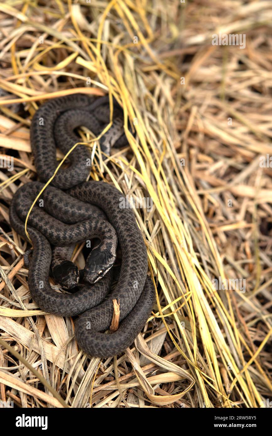 smooth snake on dead grass Stock Photo - Alamy