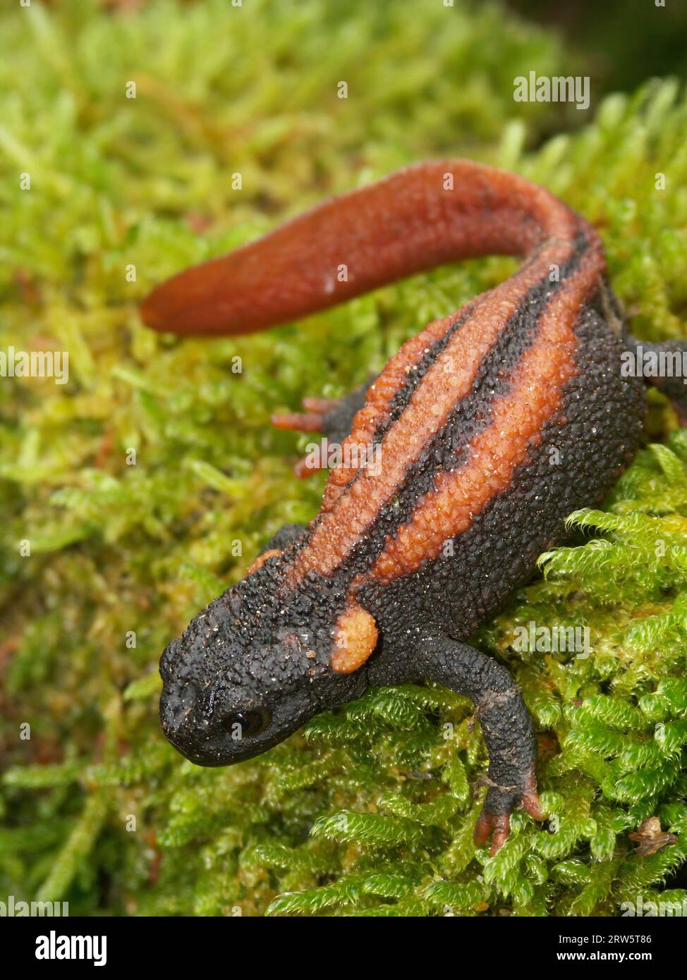 Detailed vertical closeup on a gorgeous endangered Chinese Red-tailed ...