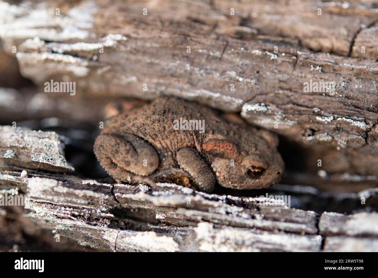 small common toad hiding in wood pile Stock Photo - Alamy