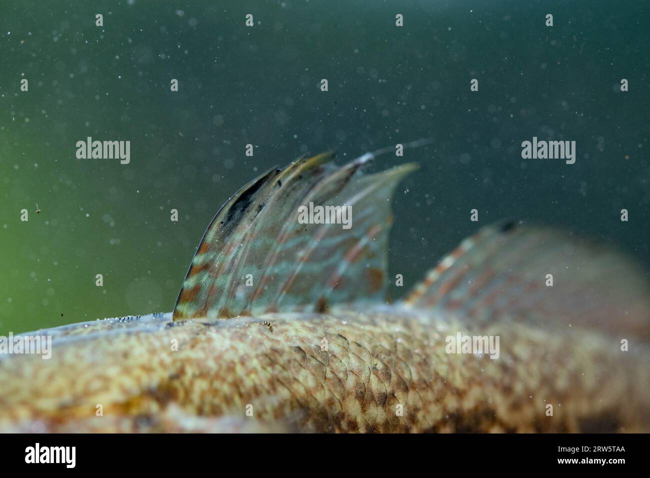 Black goby hi-res stock photography and images - Alamy