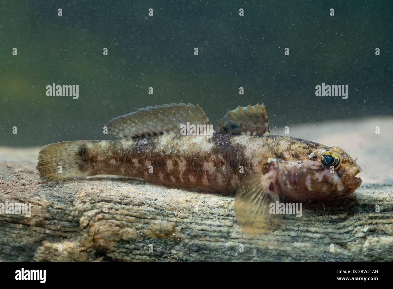 Rock goby hi-res stock photography and images - Alamy