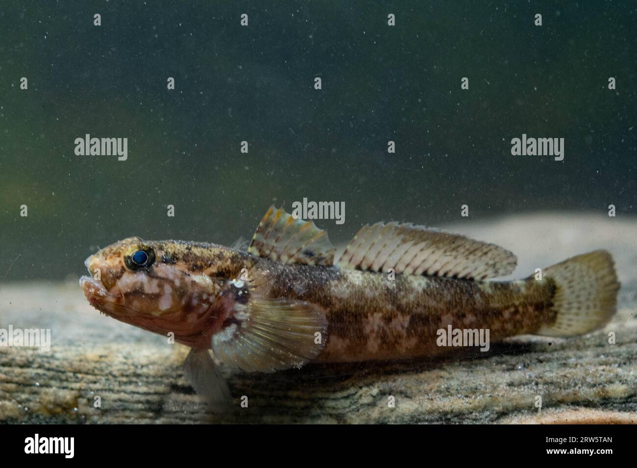 Rock goby hi-res stock photography and images - Alamy