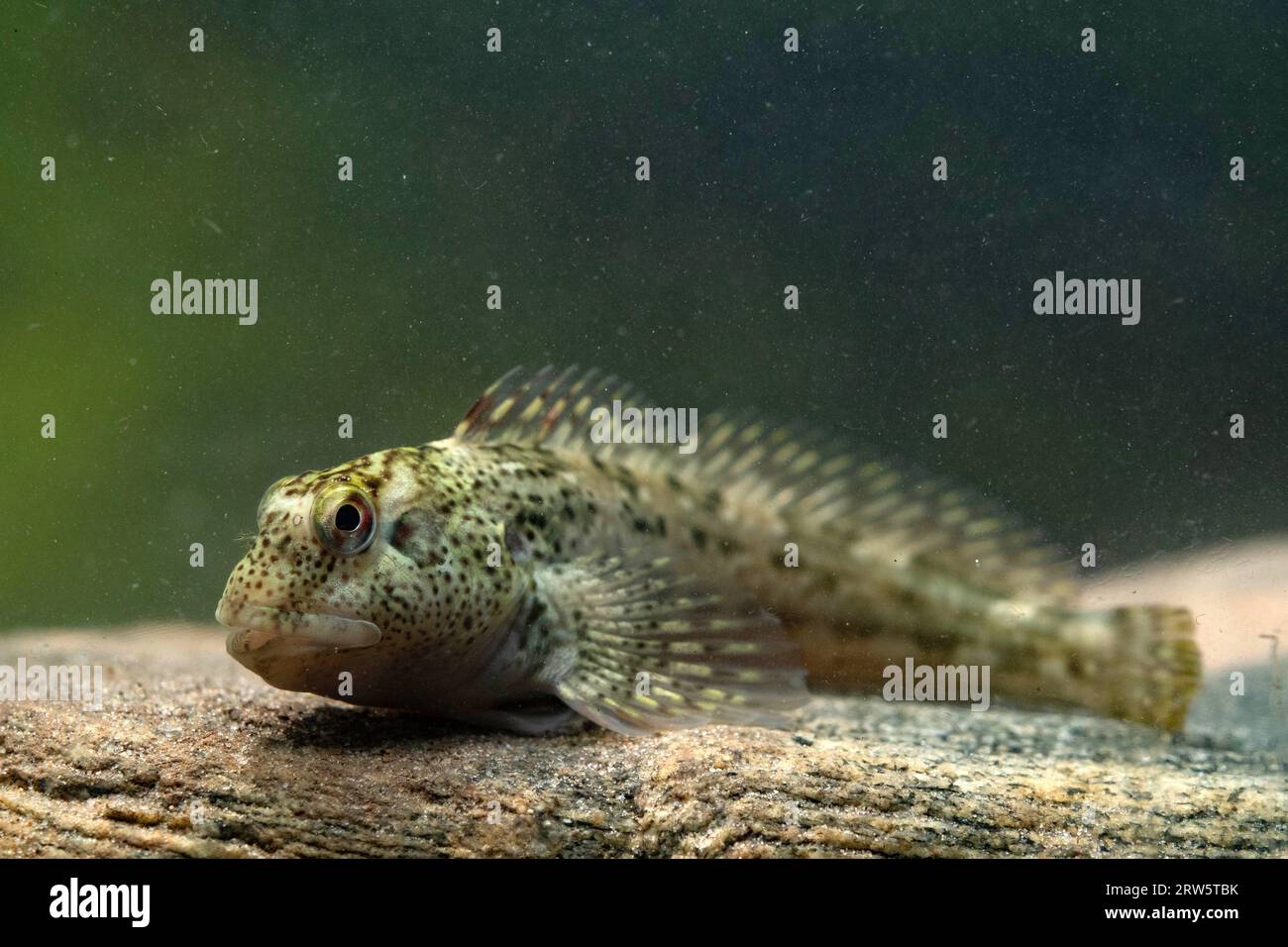 Shanny fish hi-res stock photography and images - Alamy