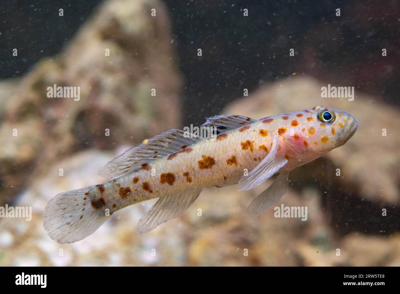 a leopard spotted goby swimming near some rocks Stock Photo - Alamy