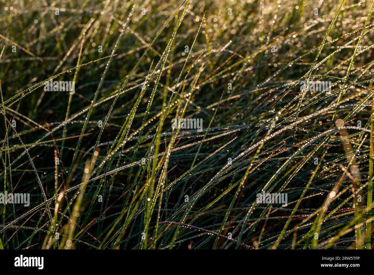 Long thin green swamp grass with morning dew. Close-up with selective ...