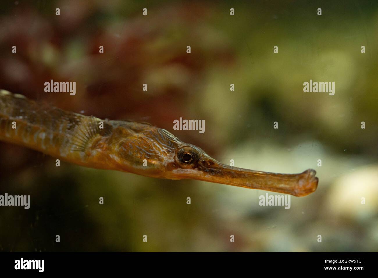 greater pipefish a close up of the head Stock Photo - Alamy