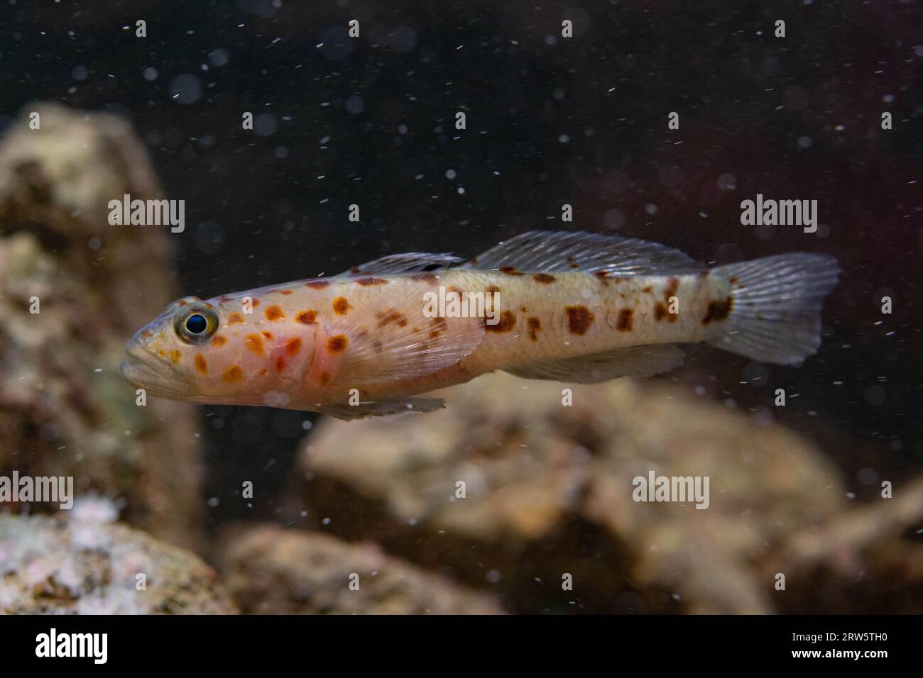 a leopard spotted goby swimming near some rocks Stock Photo - Alamy