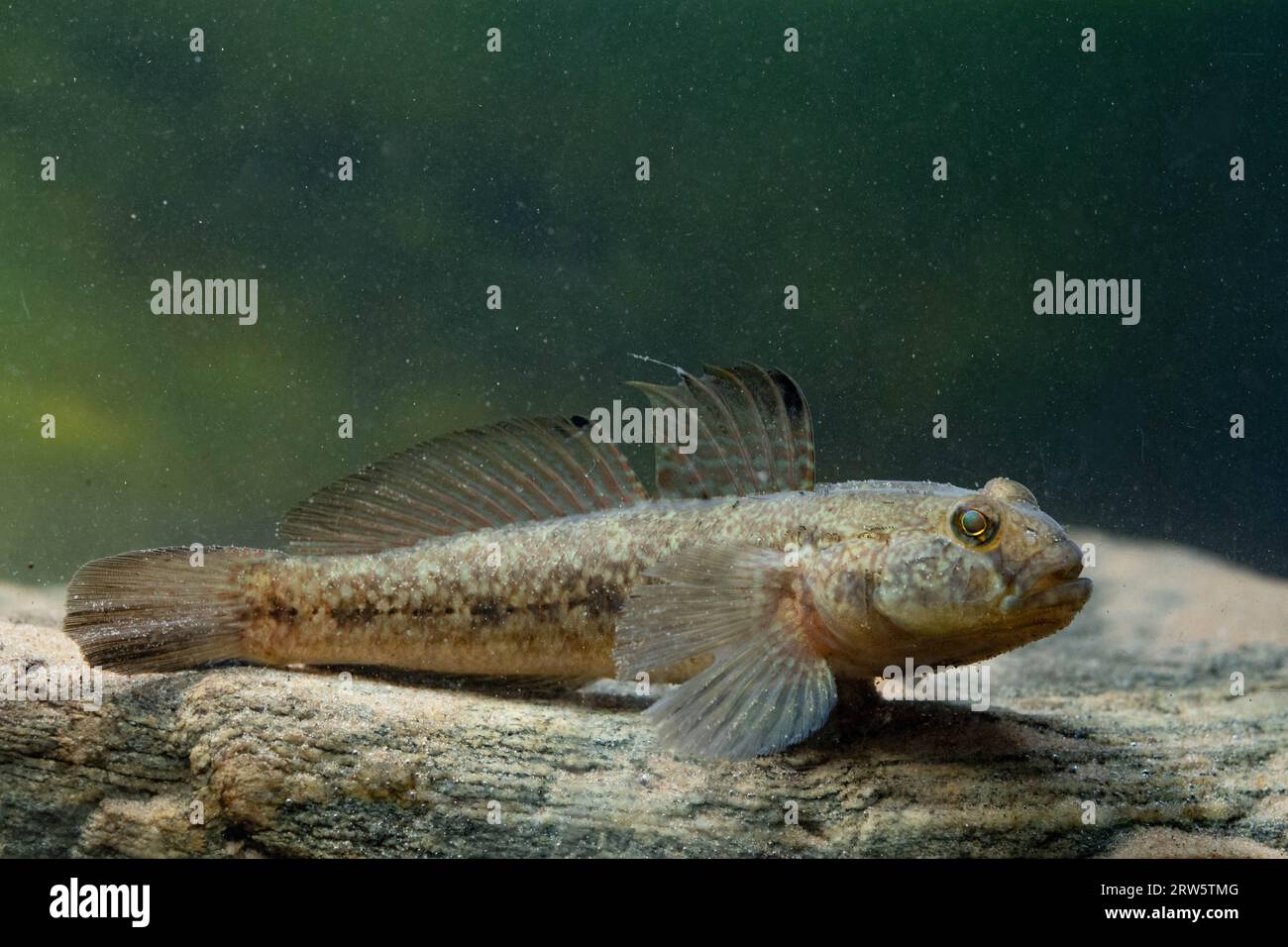Black goby hi-res stock photography and images - Alamy