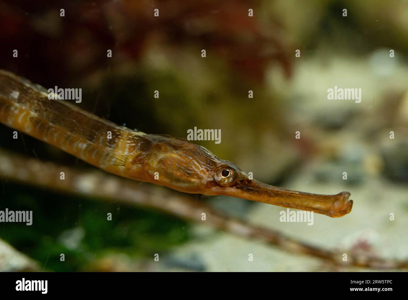 greater pipefish a close up of the head Stock Photo - Alamy
