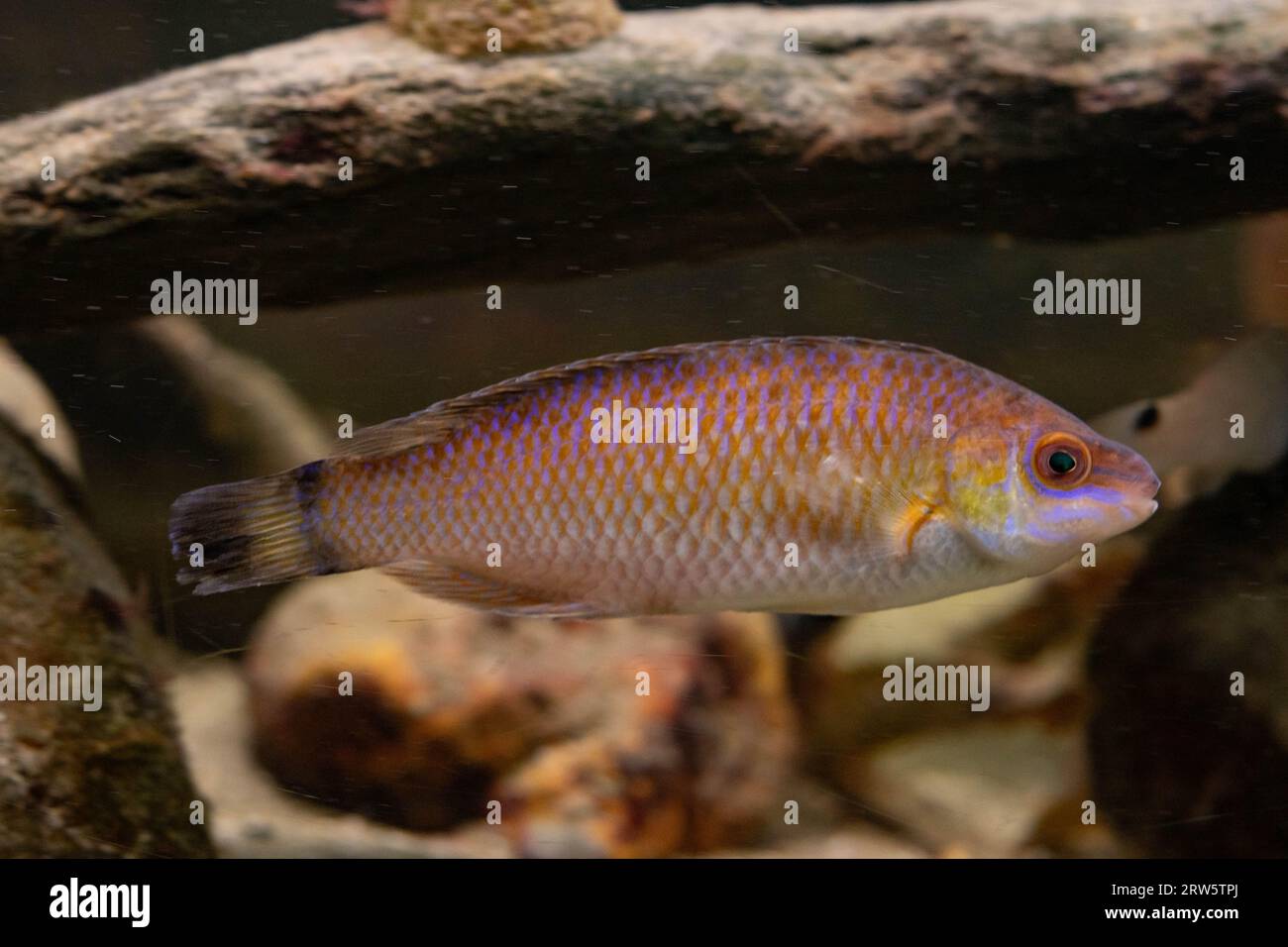 a male rock cook wrasse Stock Photo - Alamy