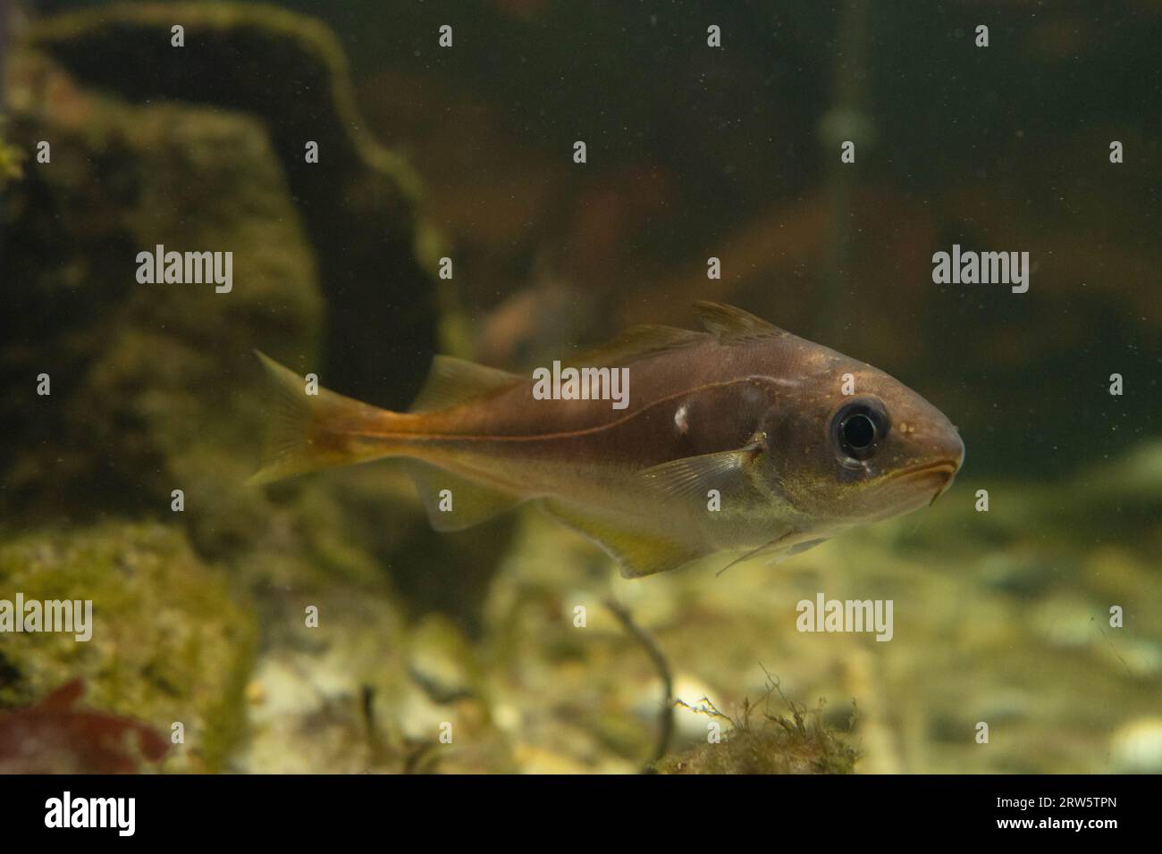 Poor cod hi-res stock photography and images - Alamy