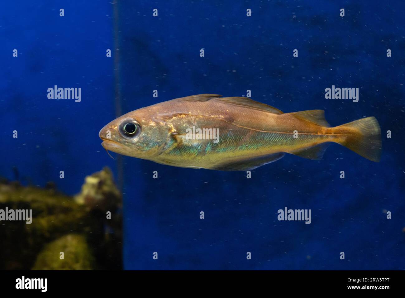 Poor cod hi-res stock photography and images - Alamy