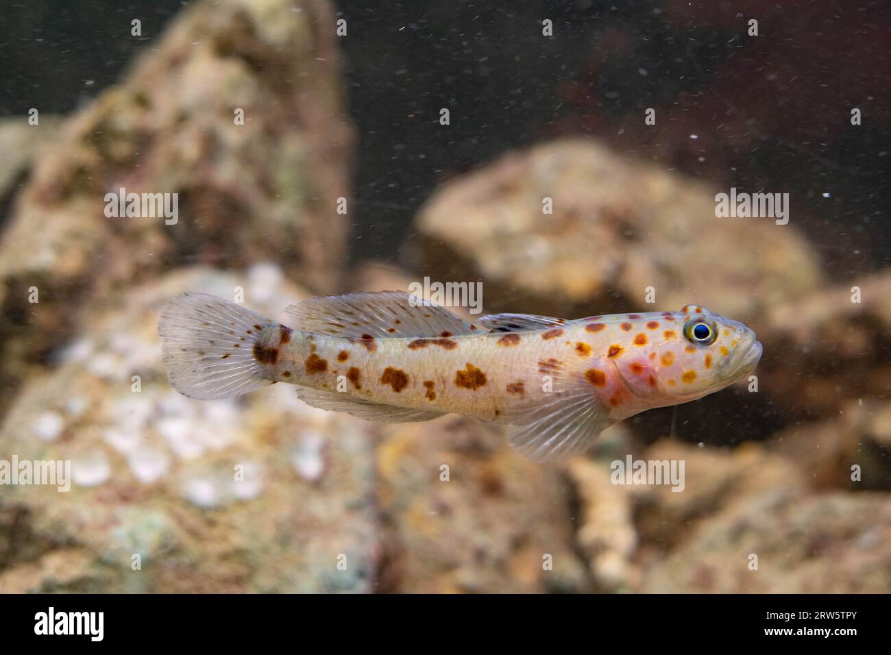 a leopard spotted goby swimming near some rocks Stock Photo - Alamy