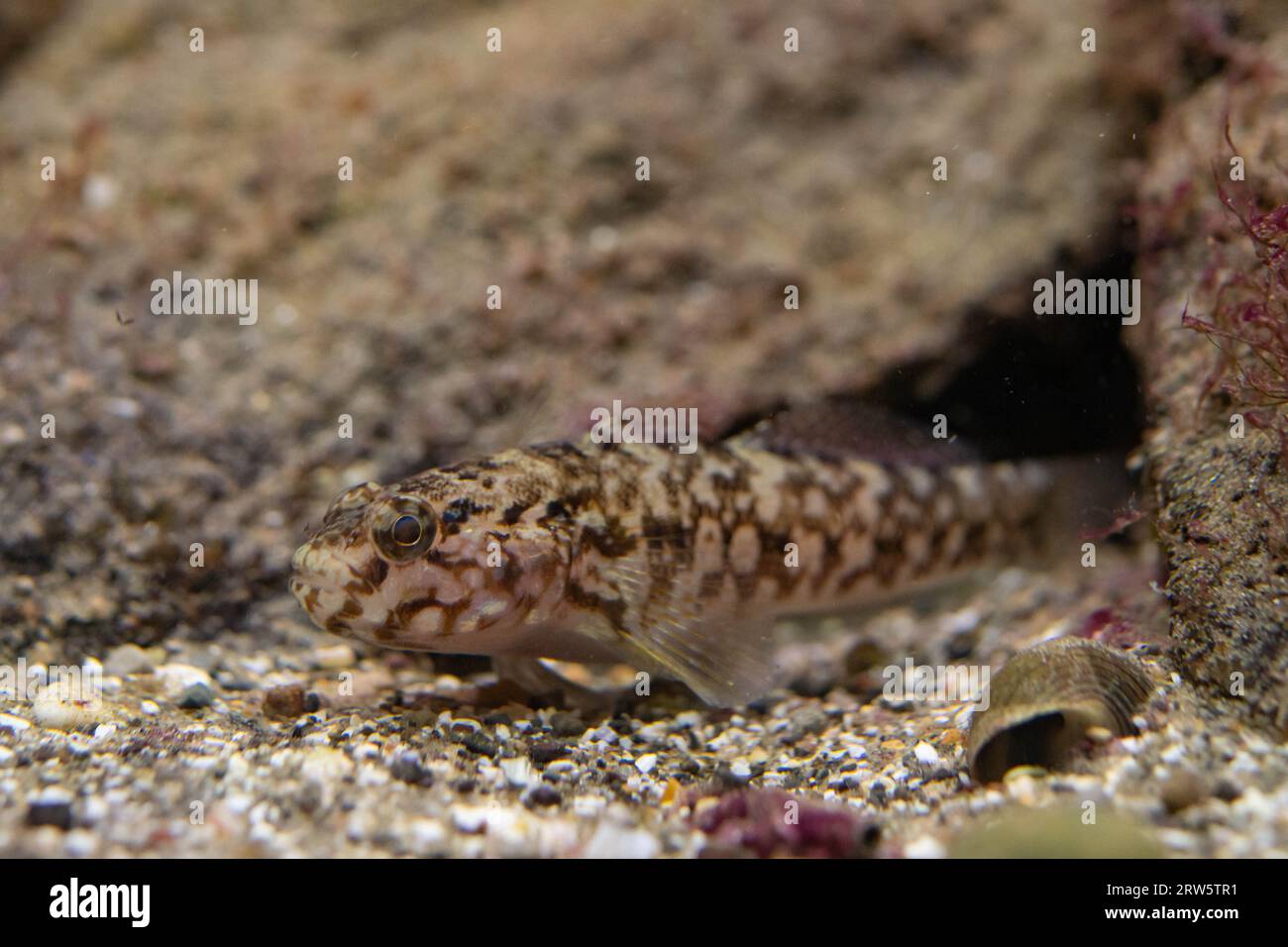 adult rock goby hiding near some rocks Stock Photo - Alamy