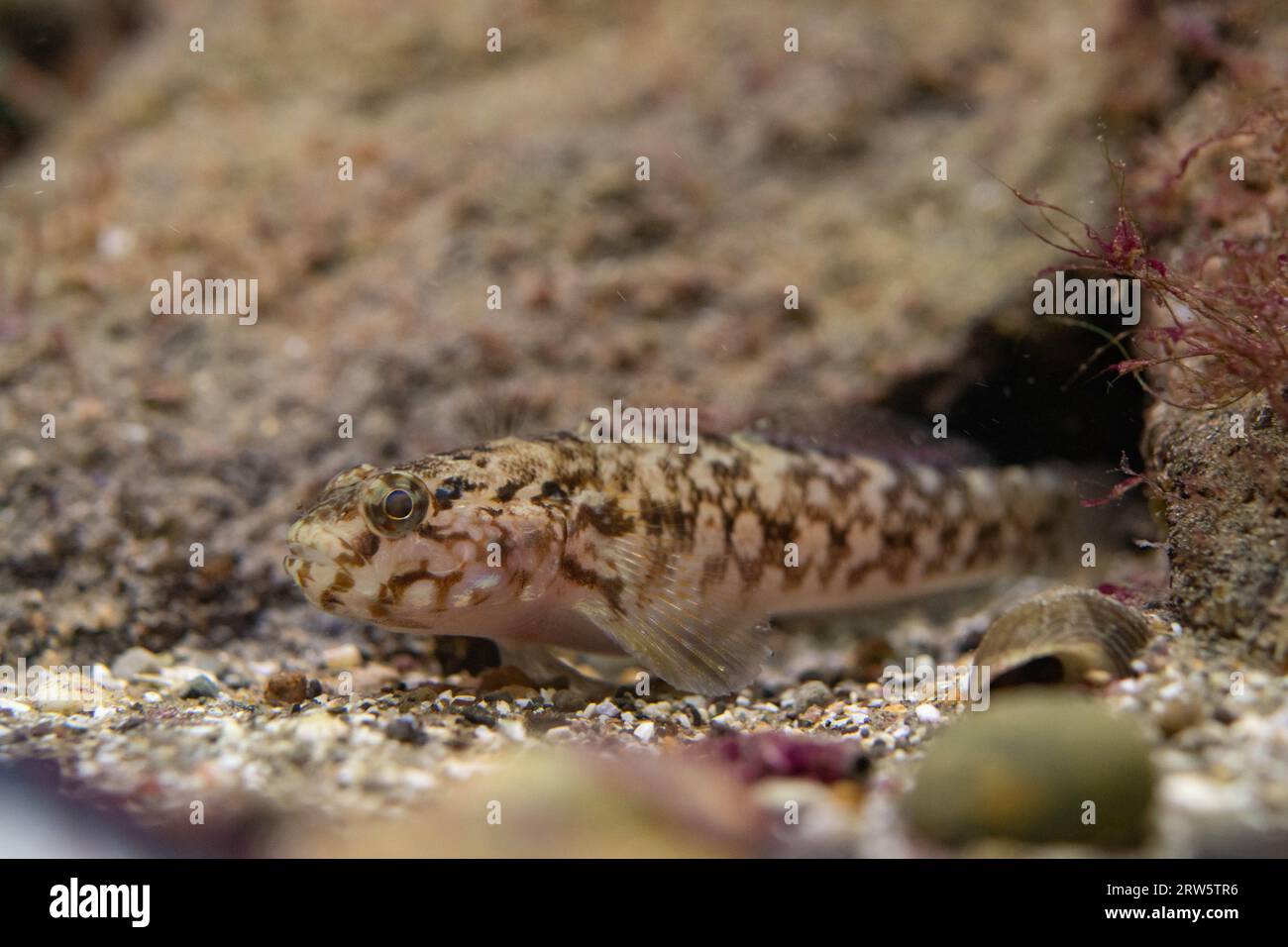 Goby hiding hi-res stock photography and images - Alamy