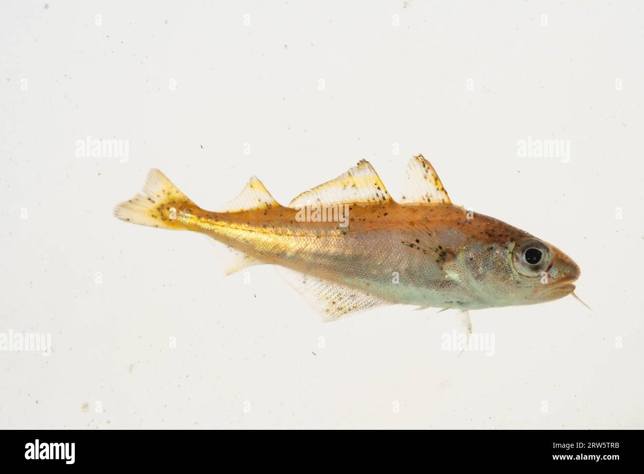 Poor cod hi-res stock photography and images - Alamy