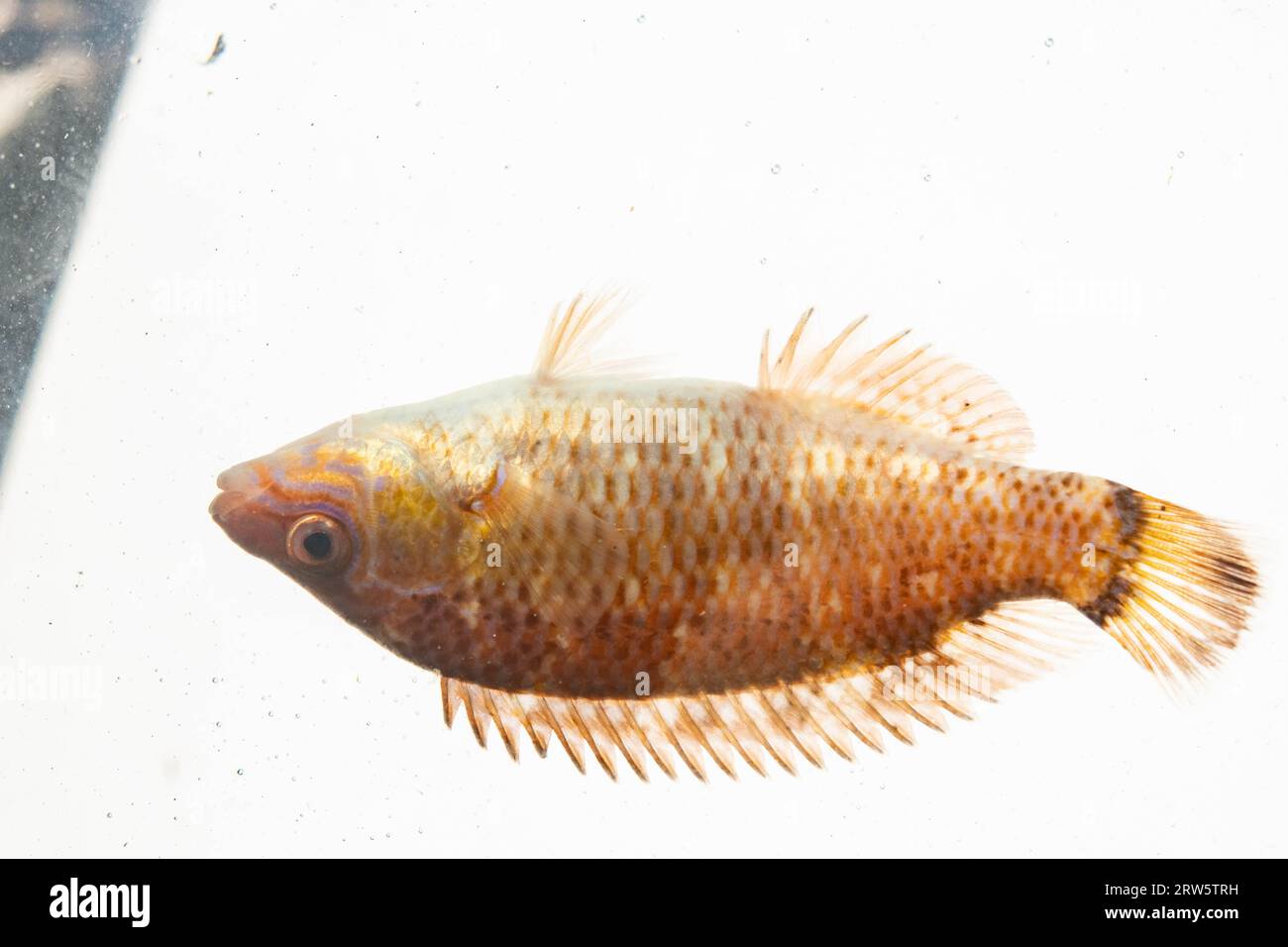 female rock cook wrasse close up Stock Photo - Alamy