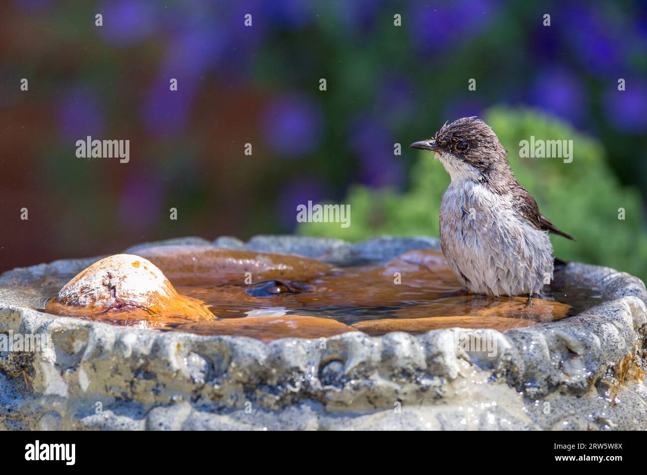 Sunbathing bird hi-res stock photography and images - Alamy