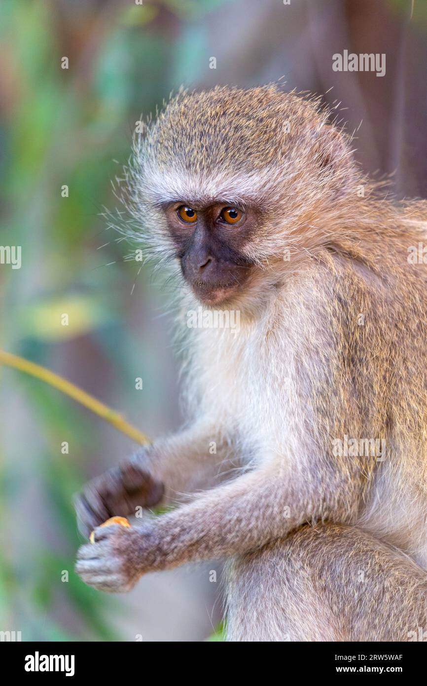 Vervet monkey feeding hi-res stock photography and images - Alamy