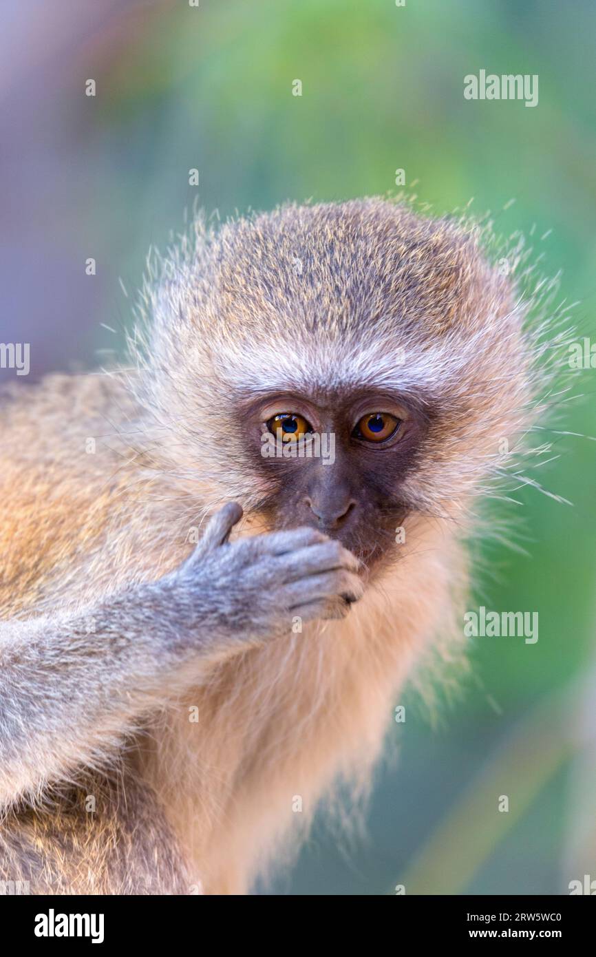 Monkey hand face hi-res stock photography and images - Alamy