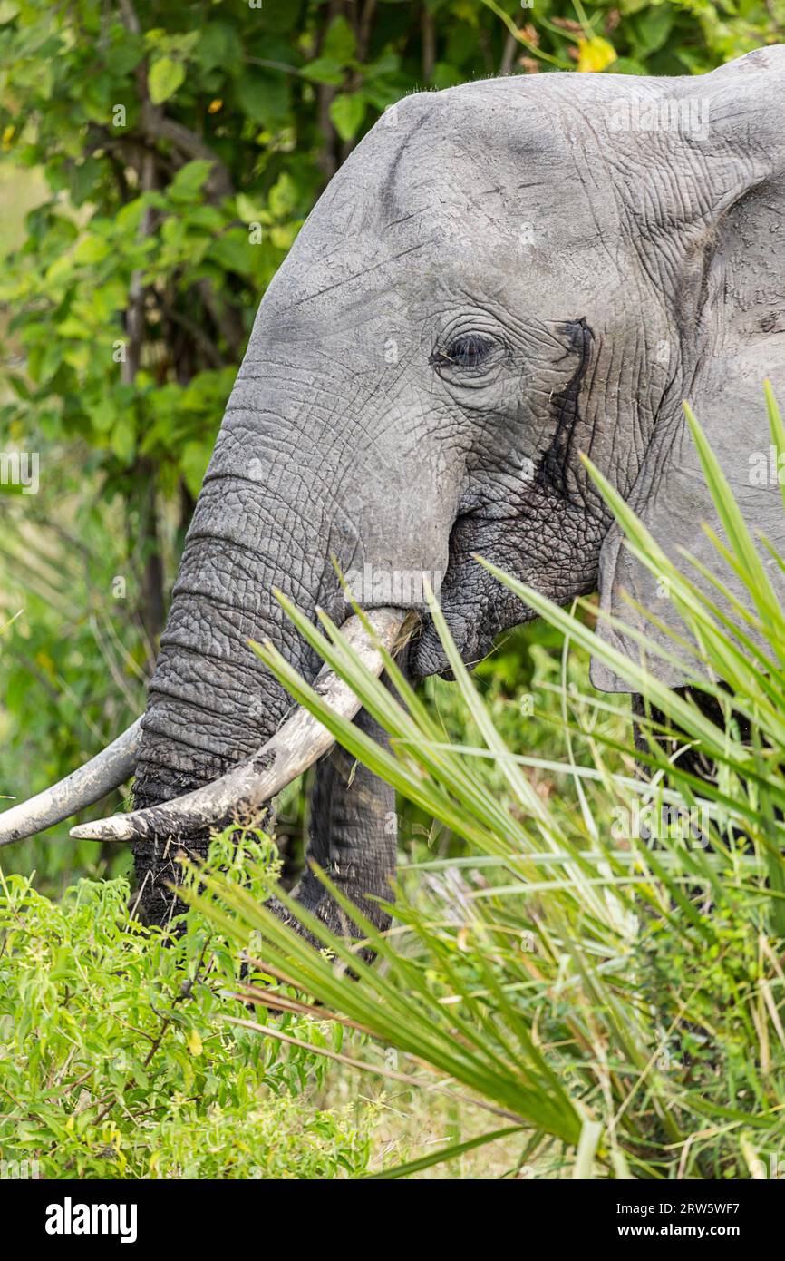 Wildern hi-res stock photography and images - Alamy