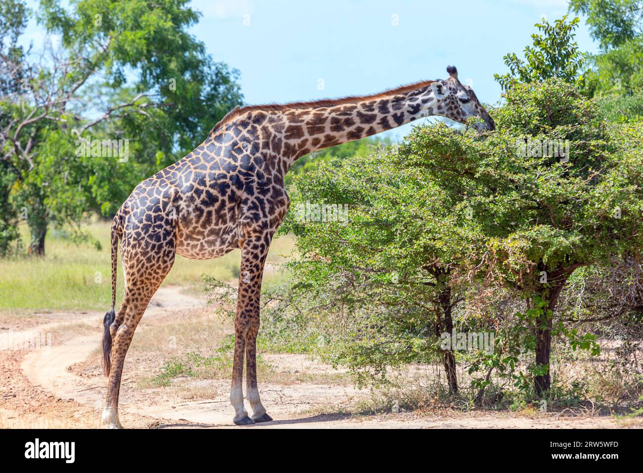 giraffe wildlife animals in a nature game reserve protected for tourism ...
