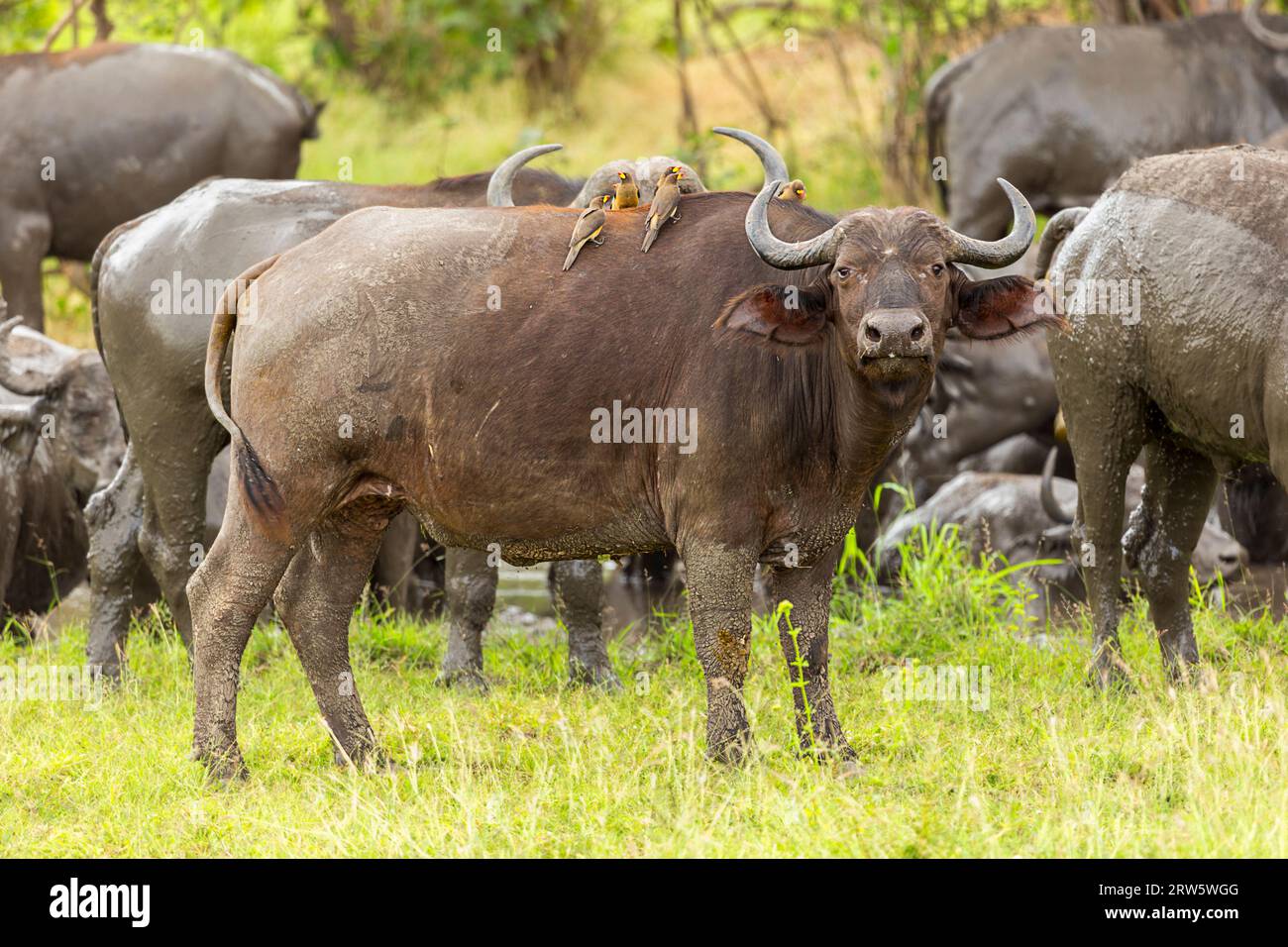 wildlife buffalo herd of animals in a nature game reserve protected for ...