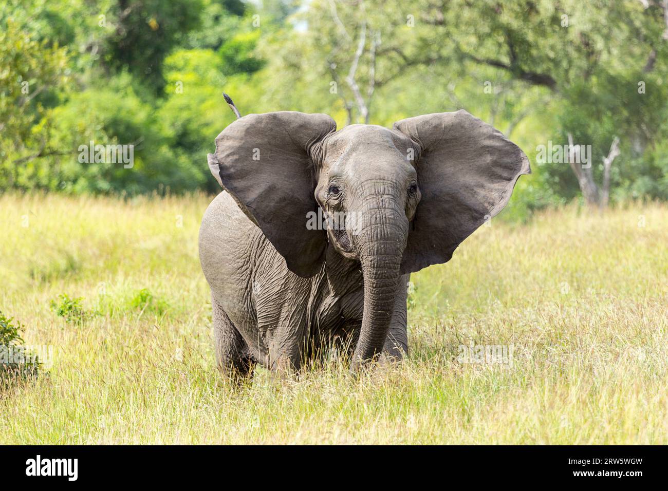 Elephant charging hi-res stock photography and images - Alamy
