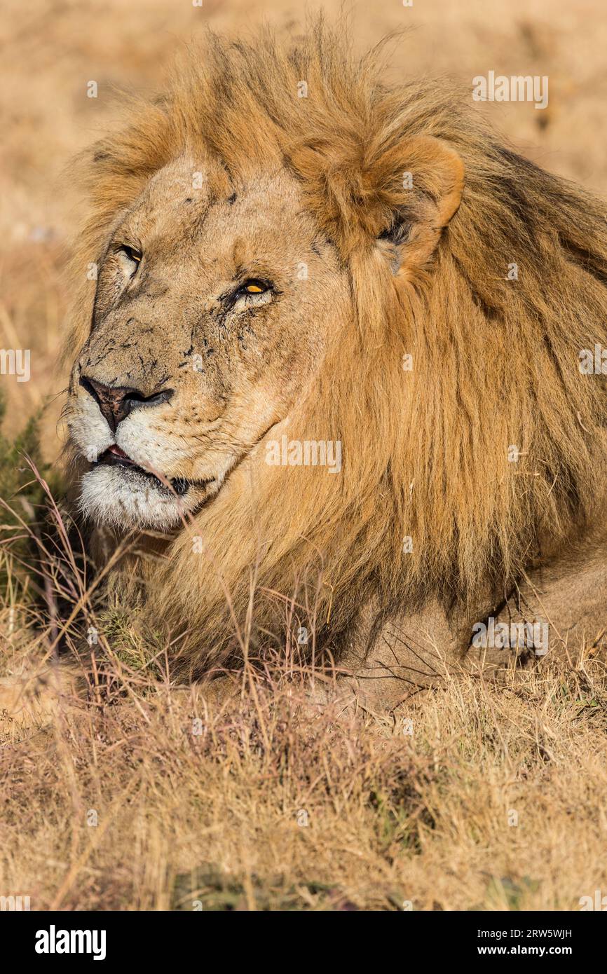 male lion with a restful gaze showing detail of face, head and hairy ...