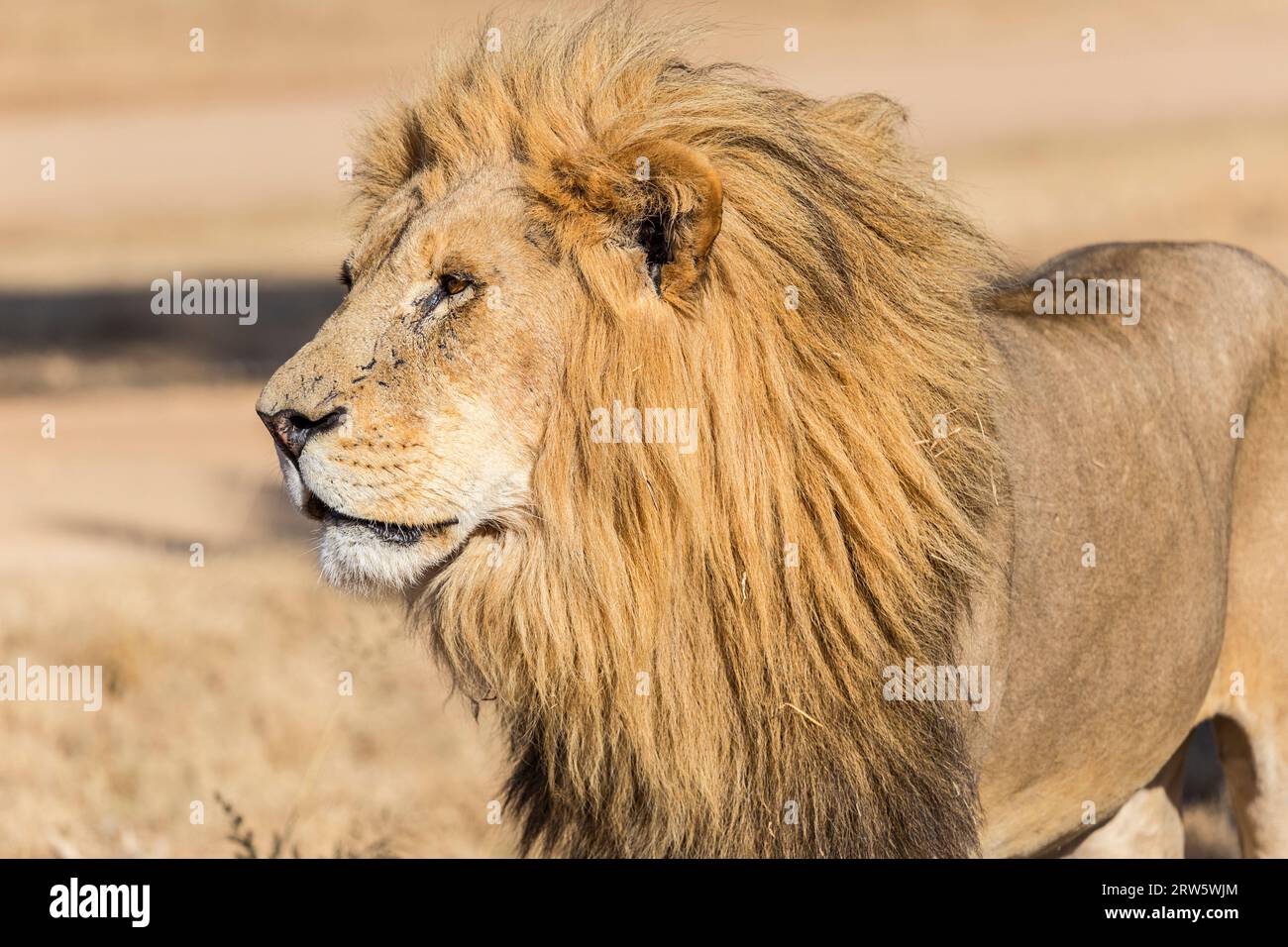 Old male lion hi-res stock photography and images - Alamy