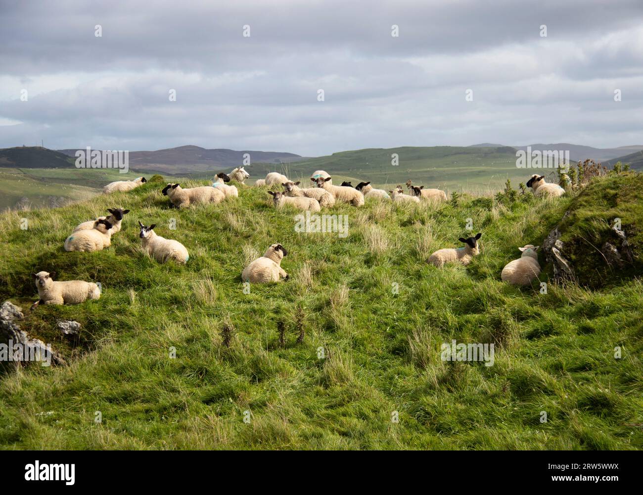 Sheep in Donegal Stock Photo - Alamy