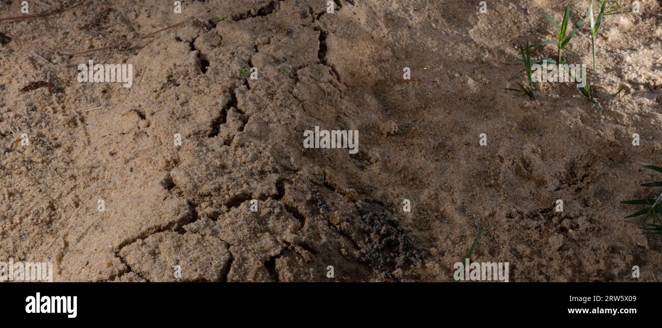 Mound of sand pushed up as a vole built its tunnel underneath Stock ...